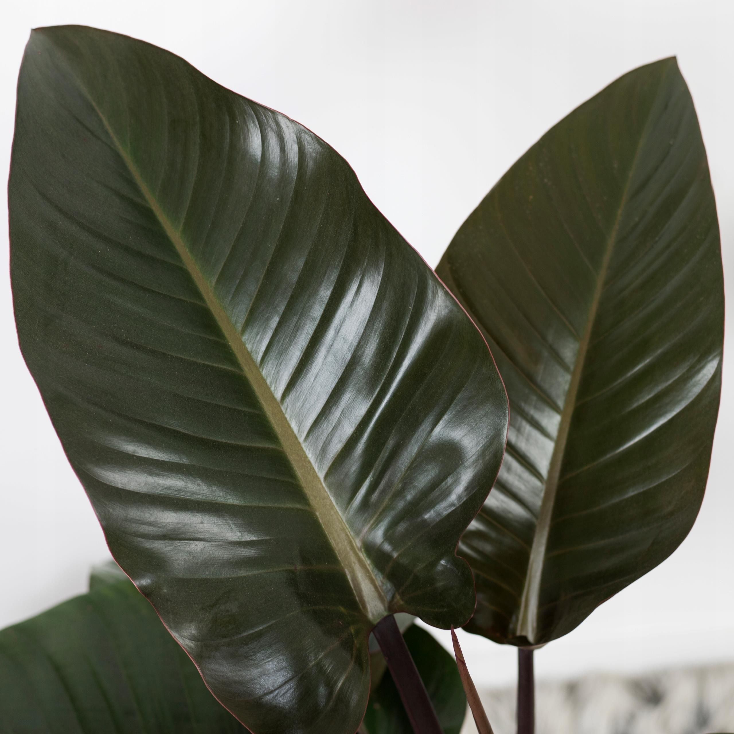 Philodendron Congo Red Filodendron M - Ceny i opinie - Ceneo.pl