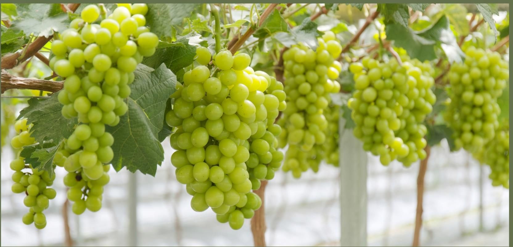 Winorośl Winogron Solaris Słodkie Owoce - Ceny i opinie - Ceneo.pl