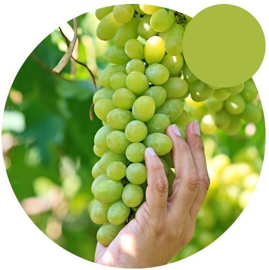 Winorośl Winogron Solaris Słodkie Owoce - Ceny i opinie - Ceneo.pl