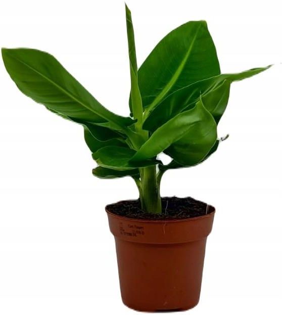 Bananowiec Musa Tropicana 25cm - Ceny i opinie - Ceneo.pl
