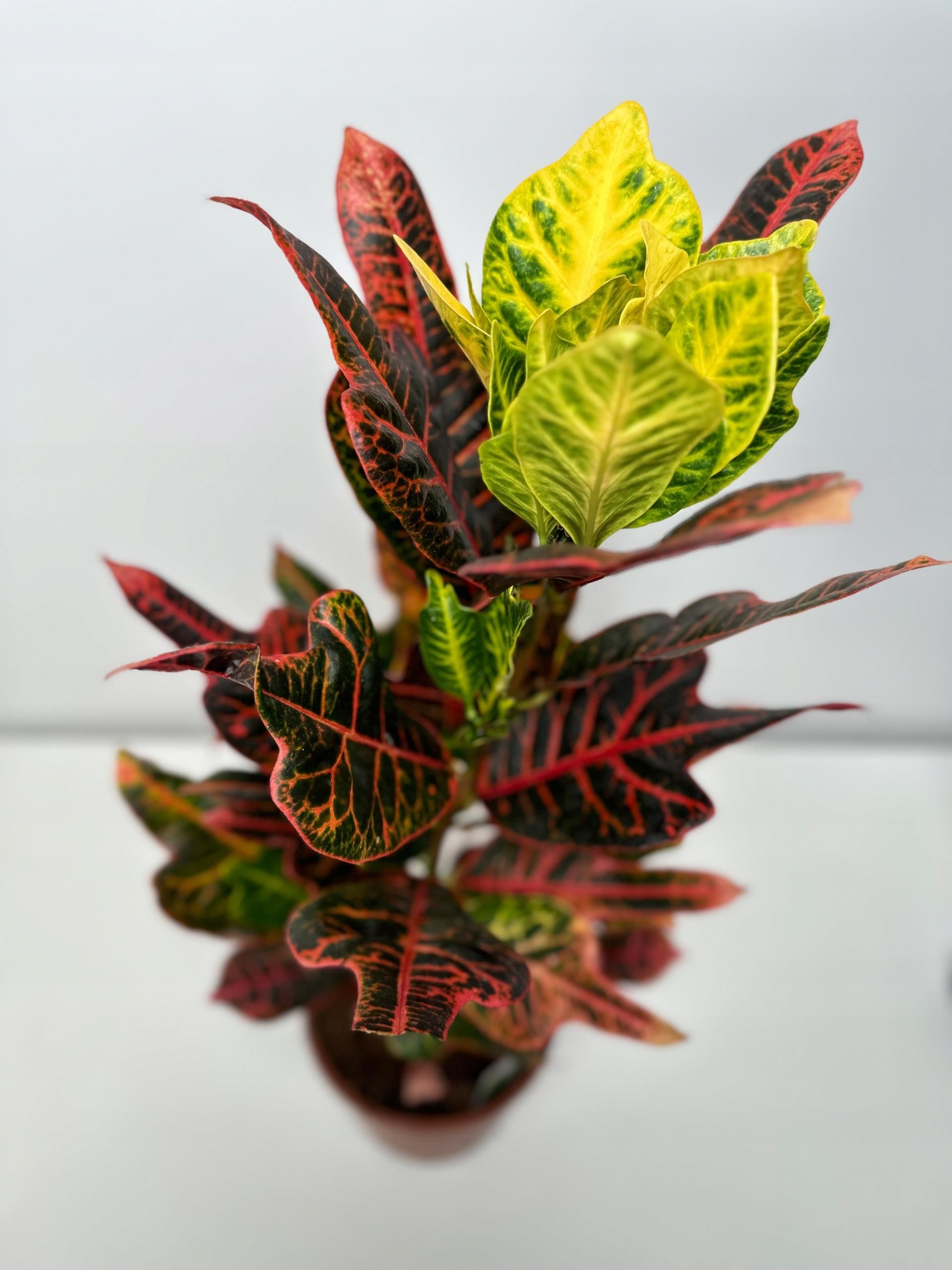 Codiaeum Excellent Ozdobny Kroton Do Salonu - Ceny i opinie - Ceneo.pl