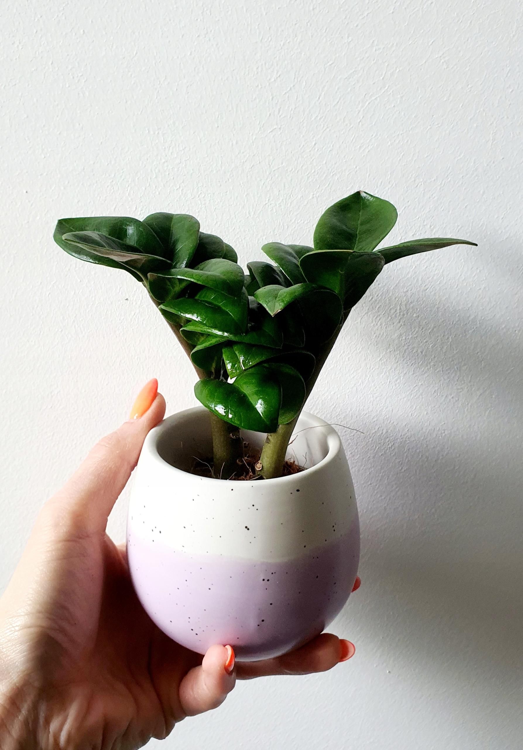 Zamioculkas Zamiokulkas Zenzi R.S - Ceny i opinie - Ceneo.pl