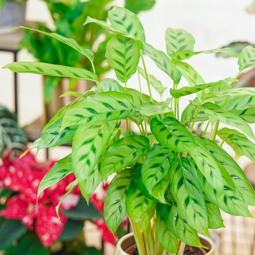Kalatea Calathea Leopardina Roślinny Tygrysek - Ceny i opinie - Ceneo.pl