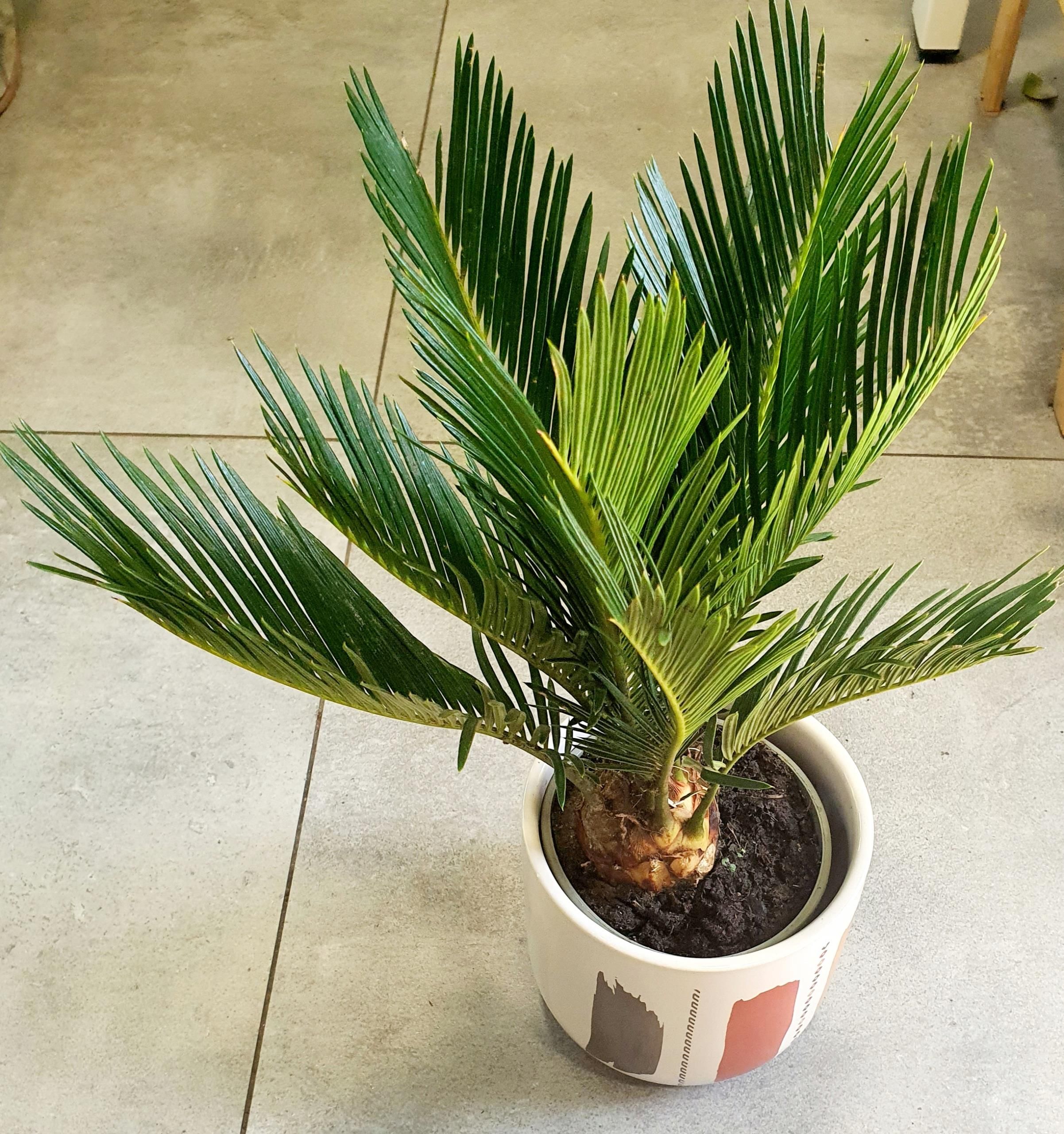 Cycas Cykas Revoluta Sagowiec Tropikalny Egzotyk - Ceny i opinie - Ceneo.pl