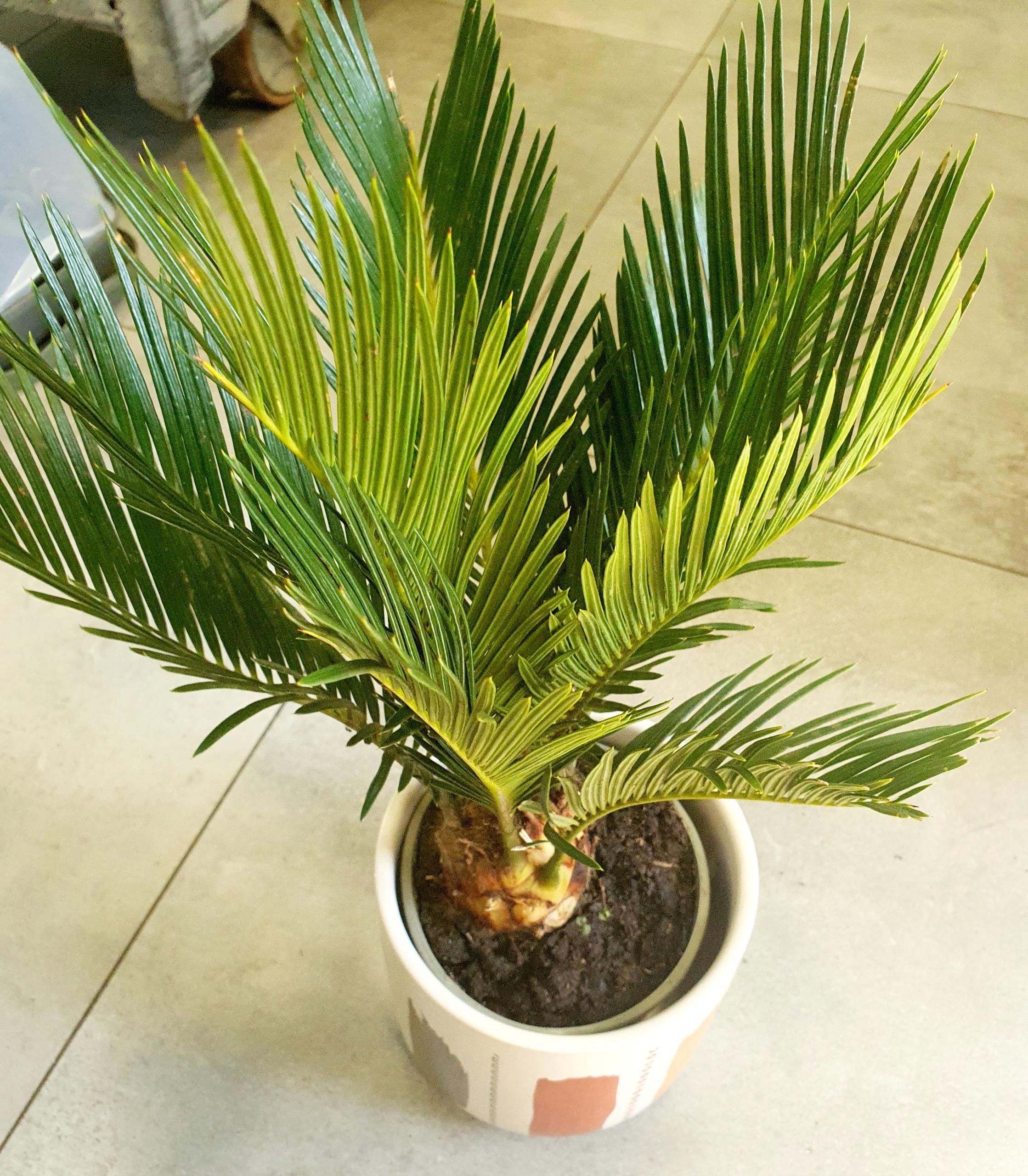 Cycas Cykas Revoluta Sagowiec Tropikalny Egzotyk - Ceny i opinie - Ceneo.pl