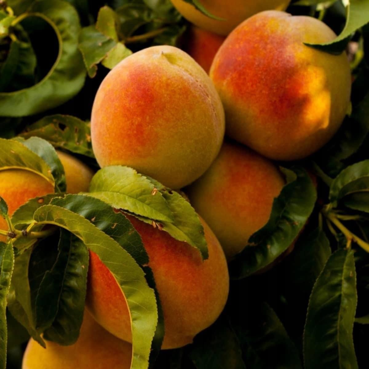 Morela Sirena Sadzonka Moreli Sadzonki - Ceny i opinie - Ceneo.pl