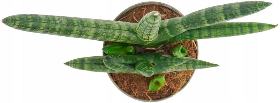 Sansevieria Boncellensis Sansewieria Boncel - Ceny i opinie - Ceneo.pl