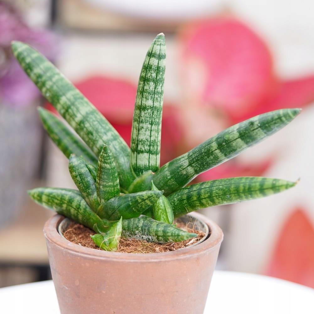 Sansevieria Boncellensis Sansewieria Boncel - Ceny i opinie - Ceneo.pl