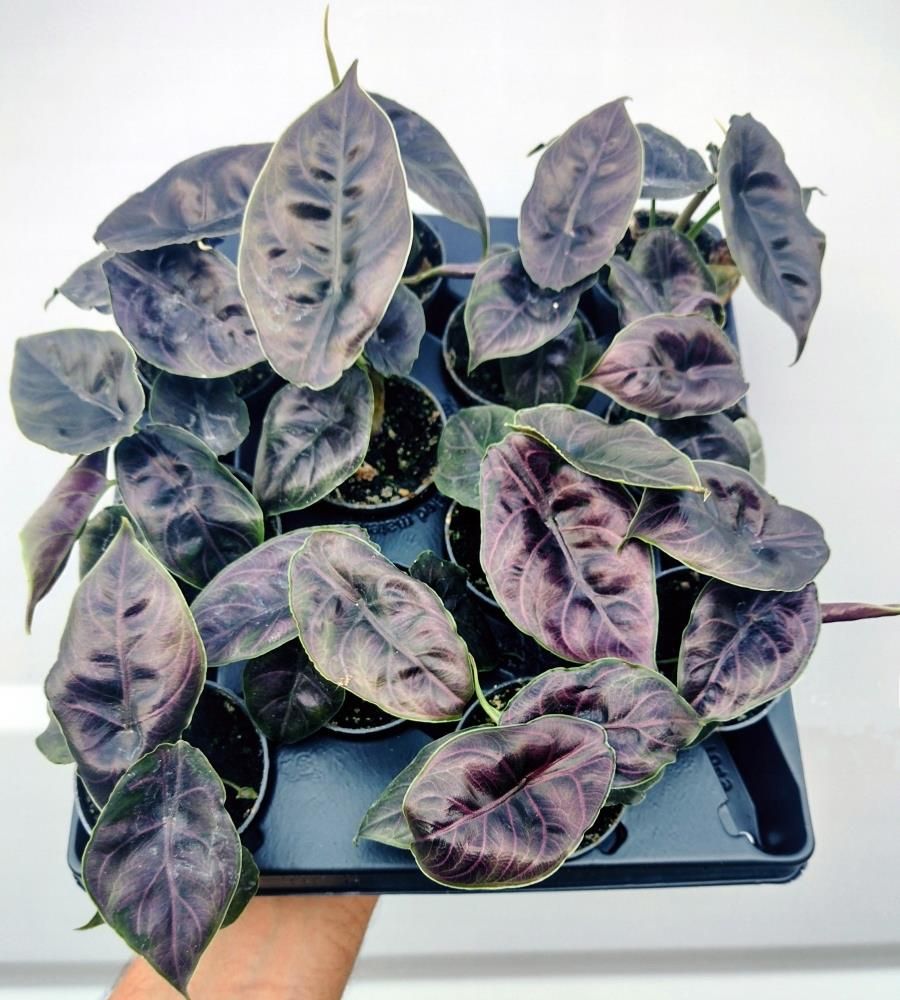 Alocasia Azlanii Alokazja - Ceny i opinie - Ceneo.pl