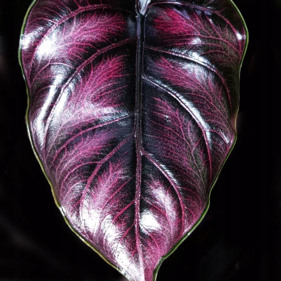 Alocasia Azlanii Alokazja - Ceny i opinie - Ceneo.pl