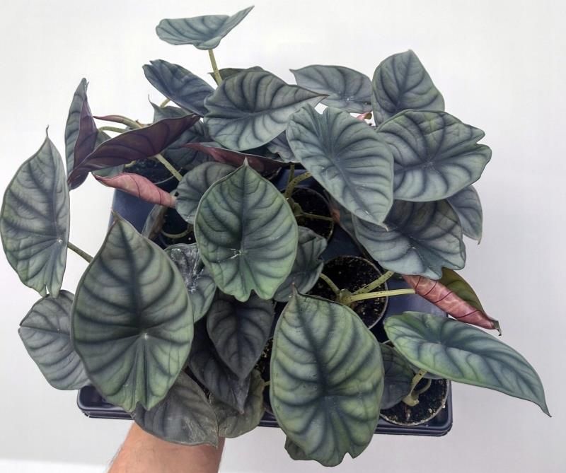 Alocasia Silver Nebula Alokazja - Ceny i opinie - Ceneo.pl