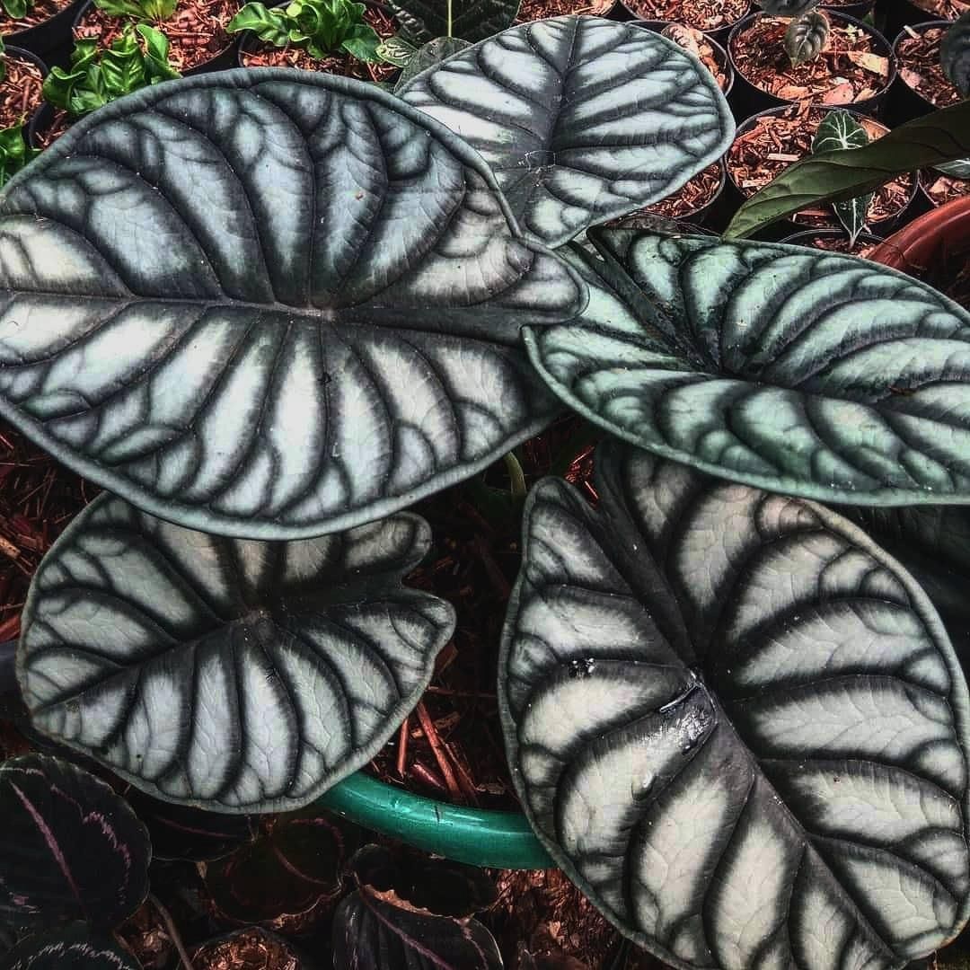 Alocasia Silver Nebula Alokazja - Ceny i opinie - Ceneo.pl