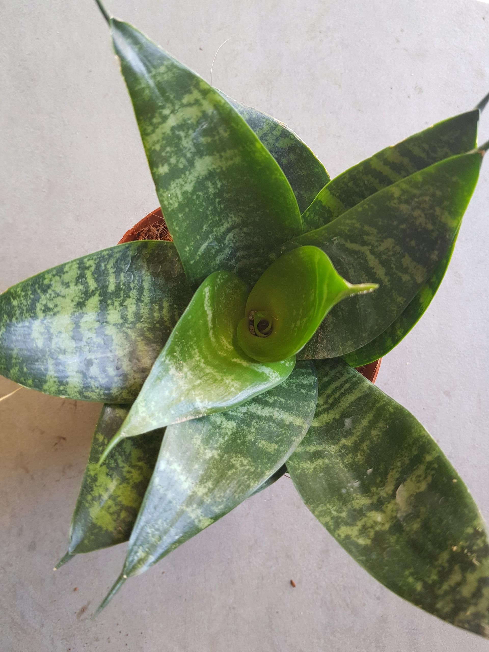 Sansewieria Sansevieria Green Hahnii - Ceny i opinie - Ceneo.pl