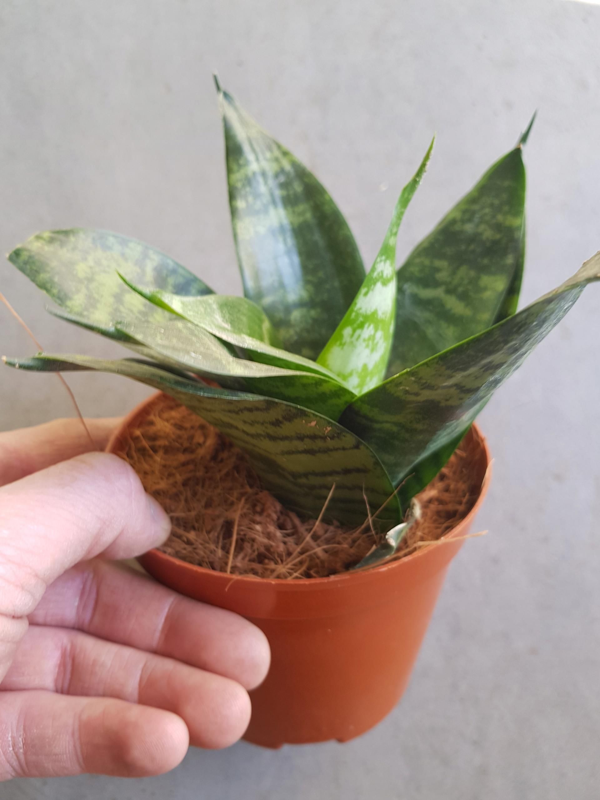 Sansewieria Sansevieria Green Hahnii - Ceny i opinie - Ceneo.pl