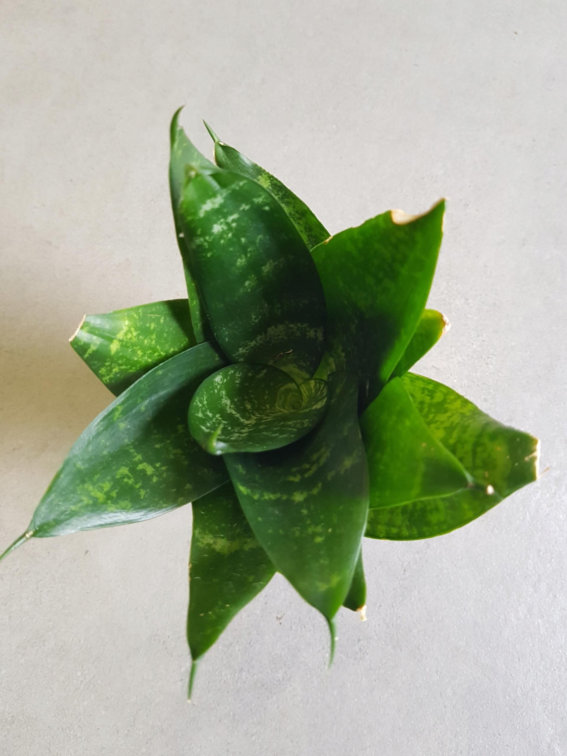 Sansewieria Sansevieria Green Hahnii - Ceny i opinie - Ceneo.pl