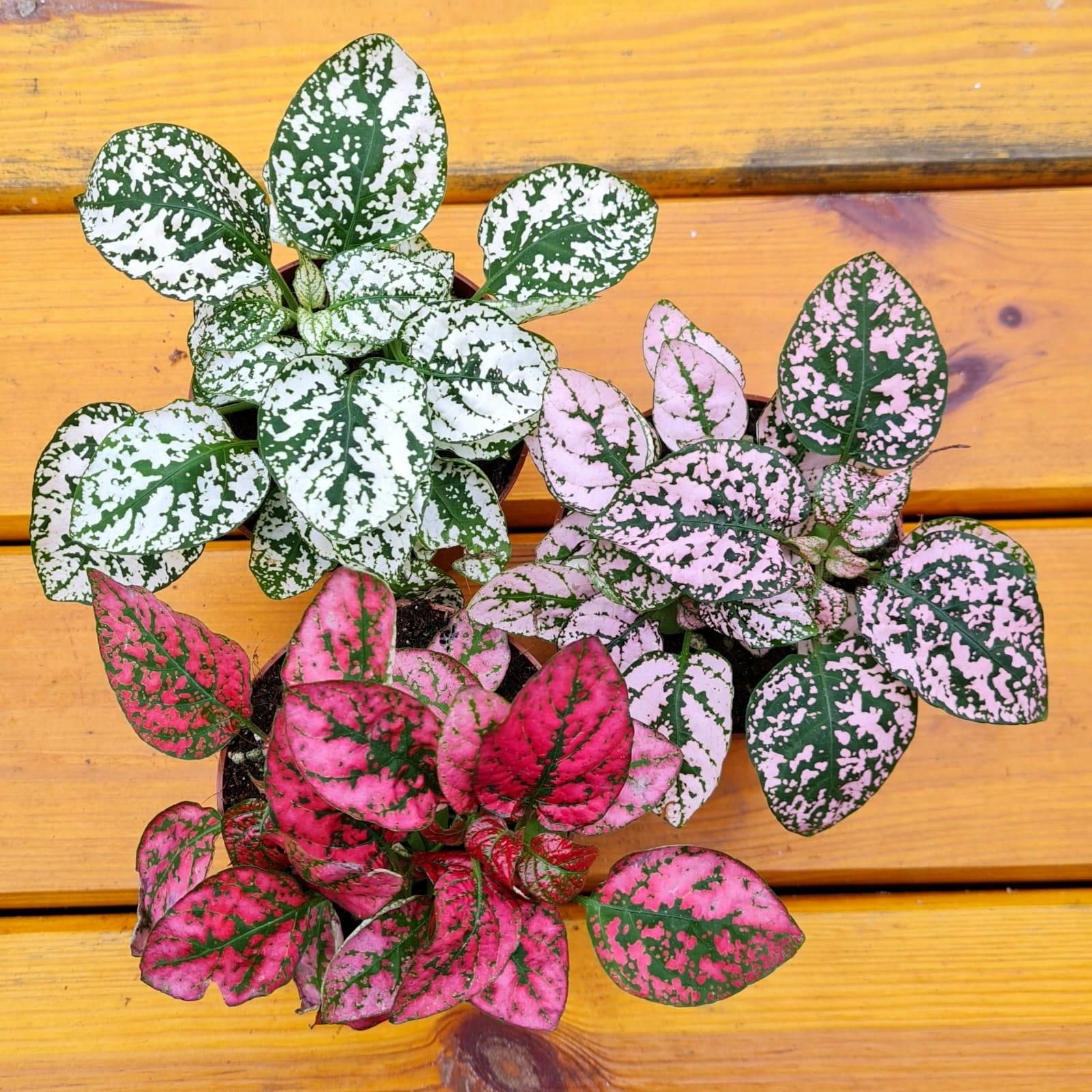 Niedośpian Hypoestes Mix 3szt. Las W Słoiku - Ceny i opinie - Ceneo.pl