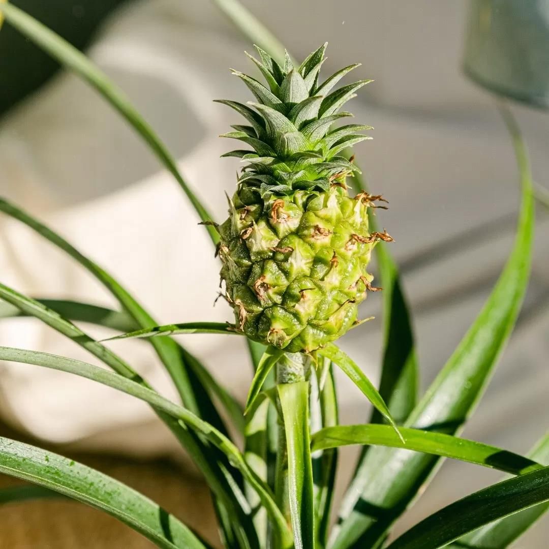 Ananas Mi Amigo W Doniczce Doniczkowy 30cm - Ceny i opinie - Ceneo.pl