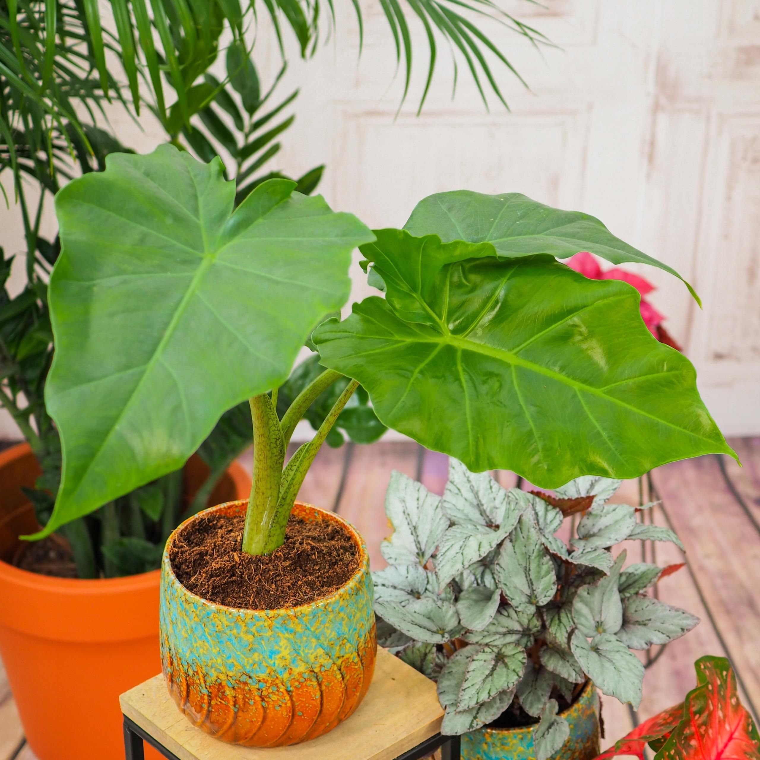Alocasia Portodora Ogromna Alokazja Zielona - Ceny i opinie - Ceneo.pl