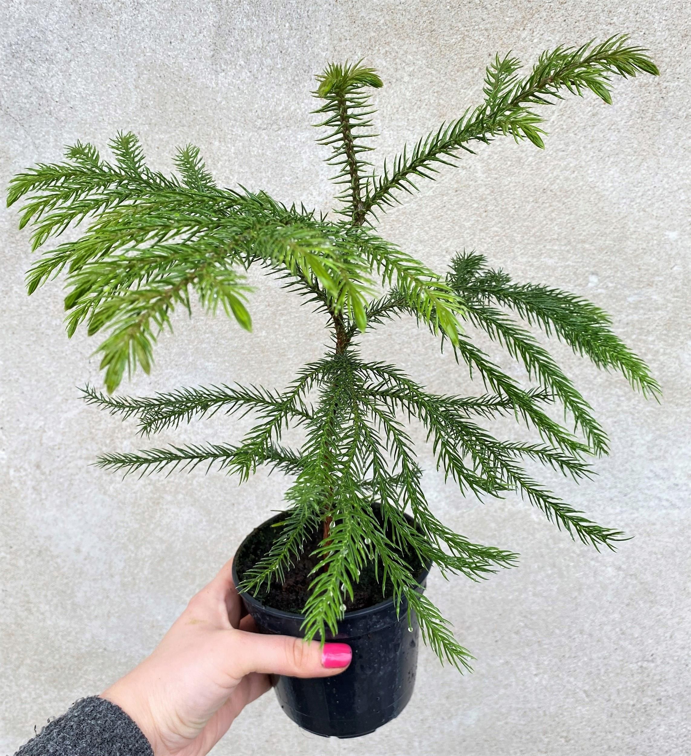 Araukaria Araucaria - Ceny i opinie - Ceneo.pl