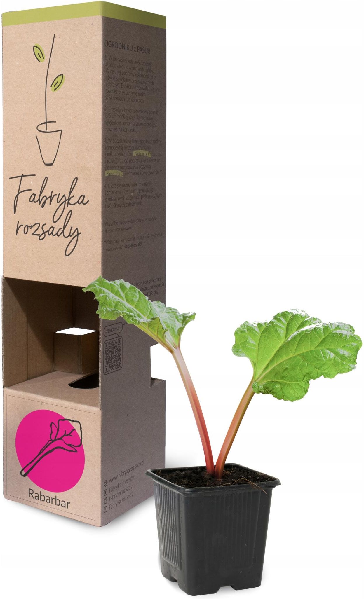 Sadzonka Rabarbar Fabryka Rozsady - Ceny i opinie - Ceneo.pl