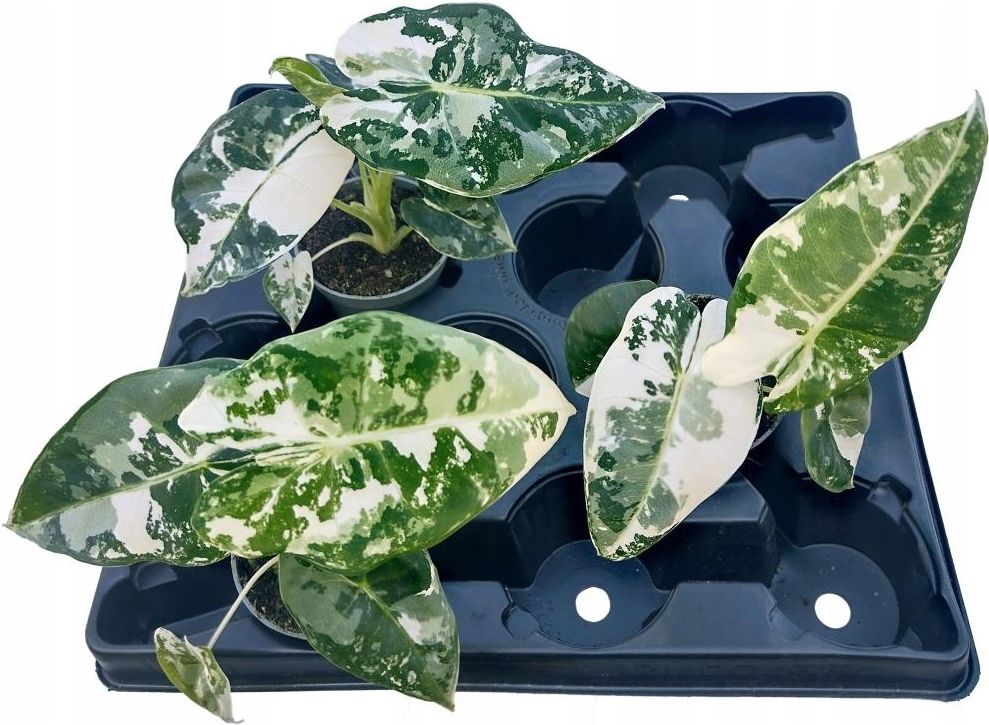 Alocasia Frydek Variegata Alokazja - Ceny i opinie - Ceneo.pl