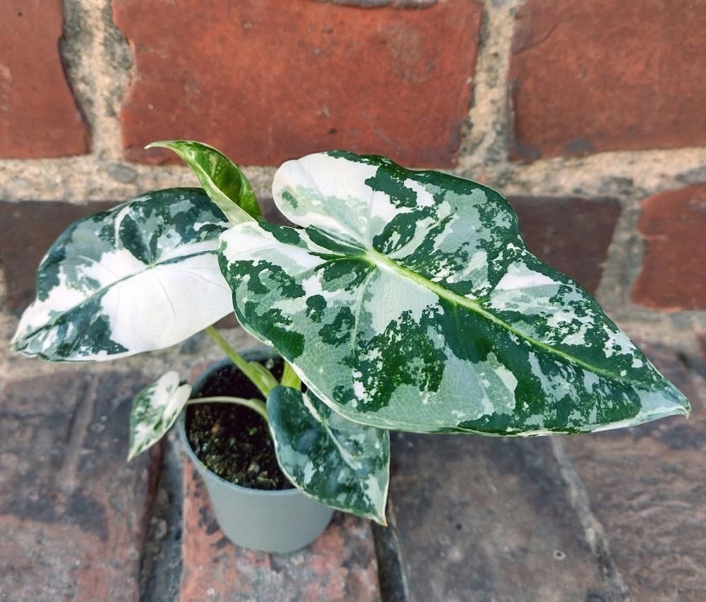 Alocasia Frydek Variegata Alokazja - Ceny i opinie - Ceneo.pl
