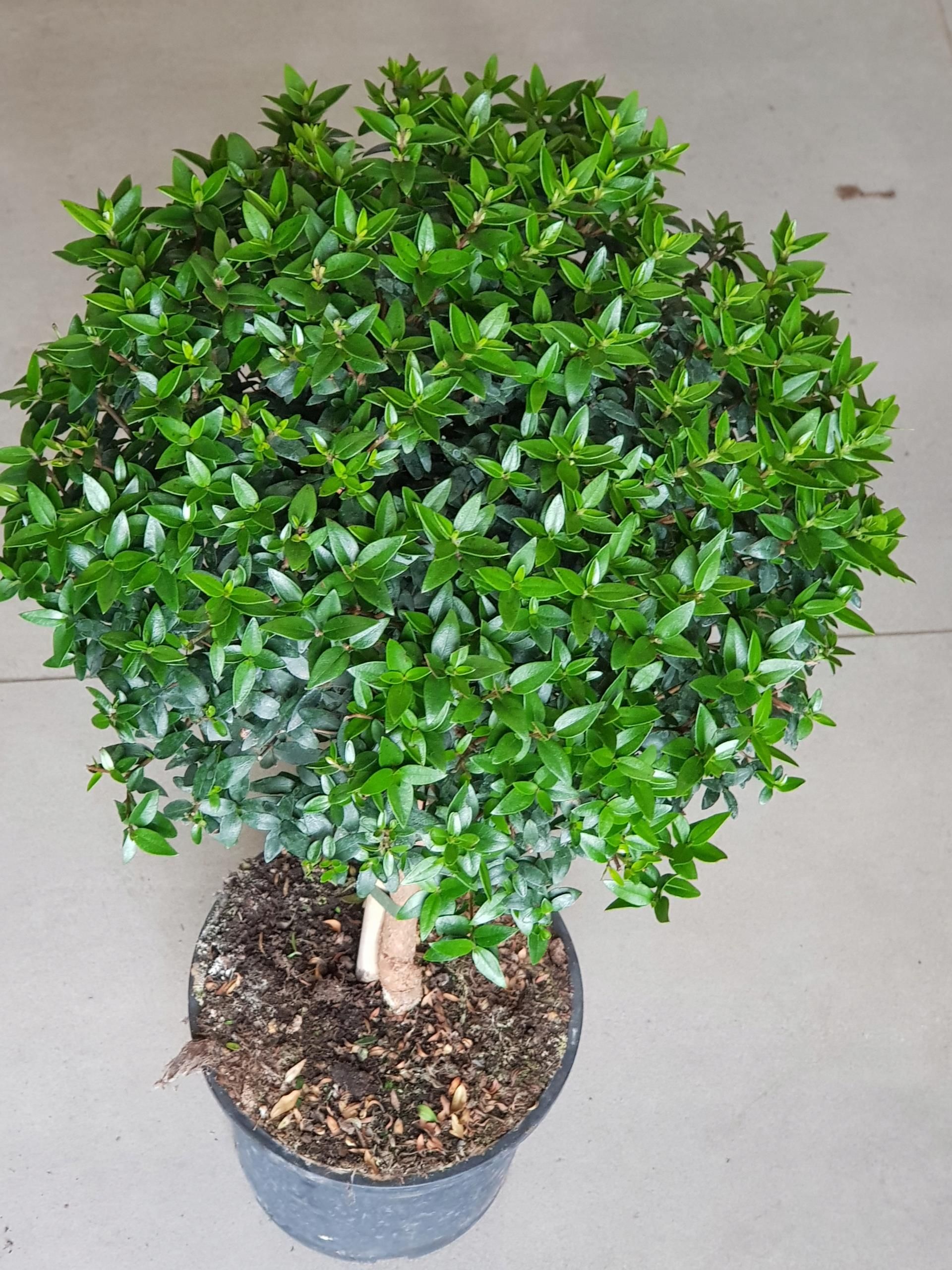 Mirt Zwyczajny Myrtus Communis - Ceny i opinie - Ceneo.pl