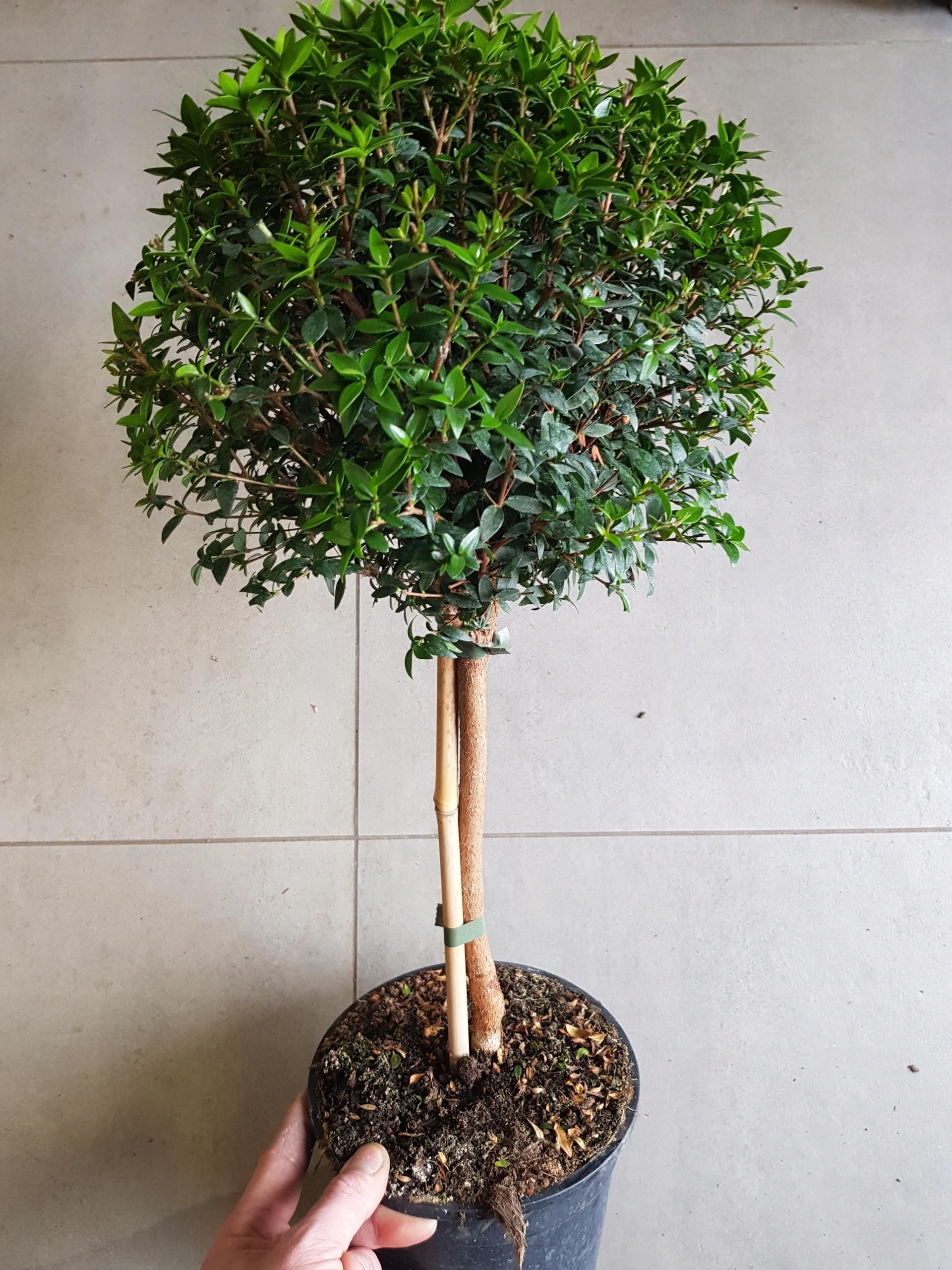 Mirt Zwyczajny Myrtus Communis - Ceny i opinie - Ceneo.pl