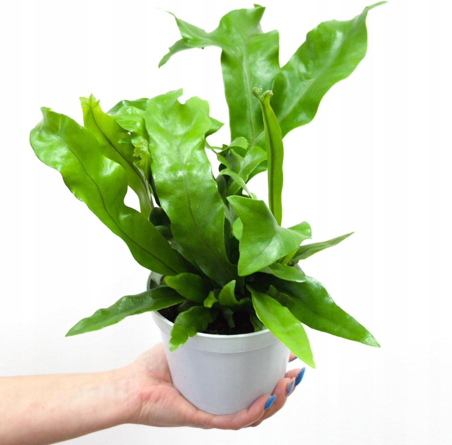 Paproć Microsorum Długa Green Flame - Ceny i opinie - Ceneo.pl