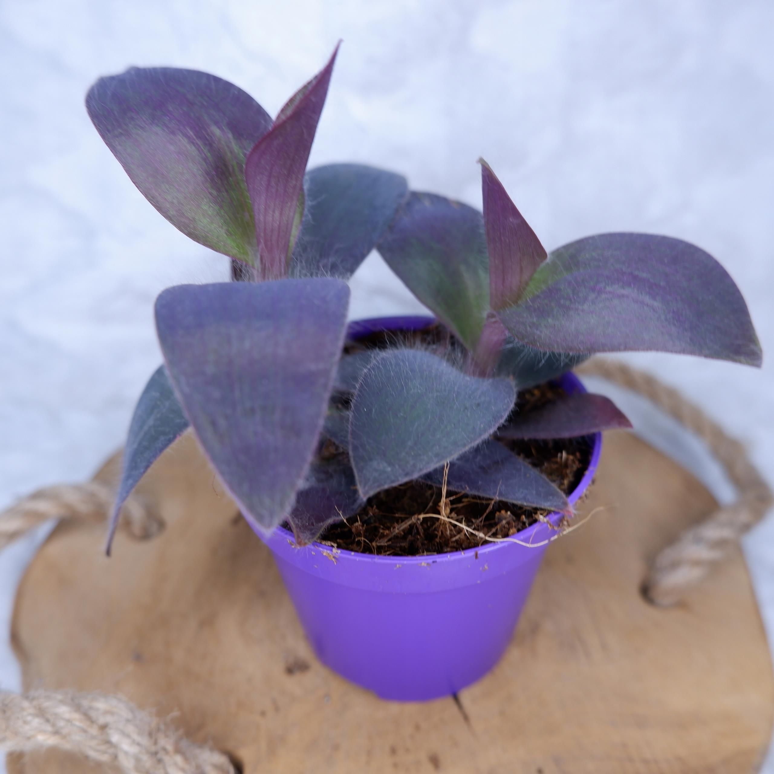 Tradescantia Pallida Purple Heart Trzykrotka D.7cm - Ceny i opinie ...