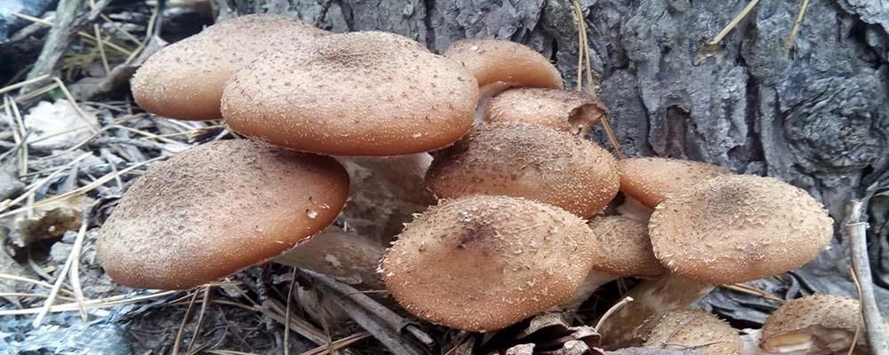 Opieńka Miodowa Grzybnia Ziarnista 1L - Ceny i opinie - Ceneo.pl