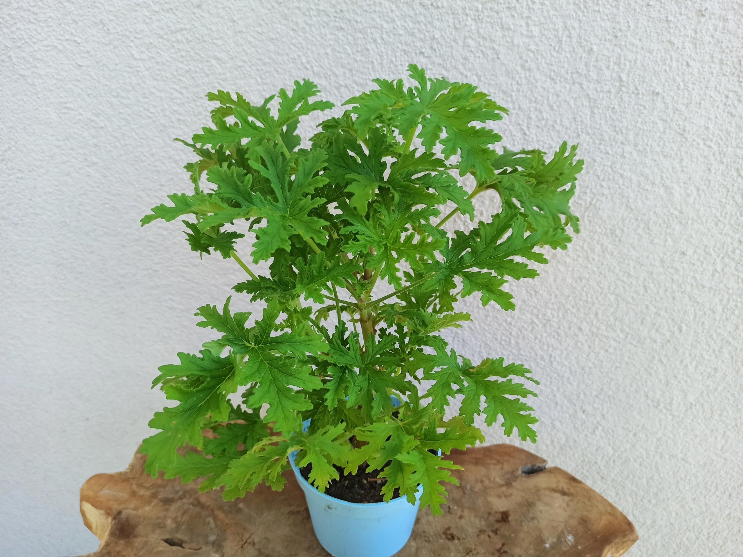 Geranium Anginka Śliczne Okazy Duże Don.12cm - Ceny i opinie - Ceneo.pl