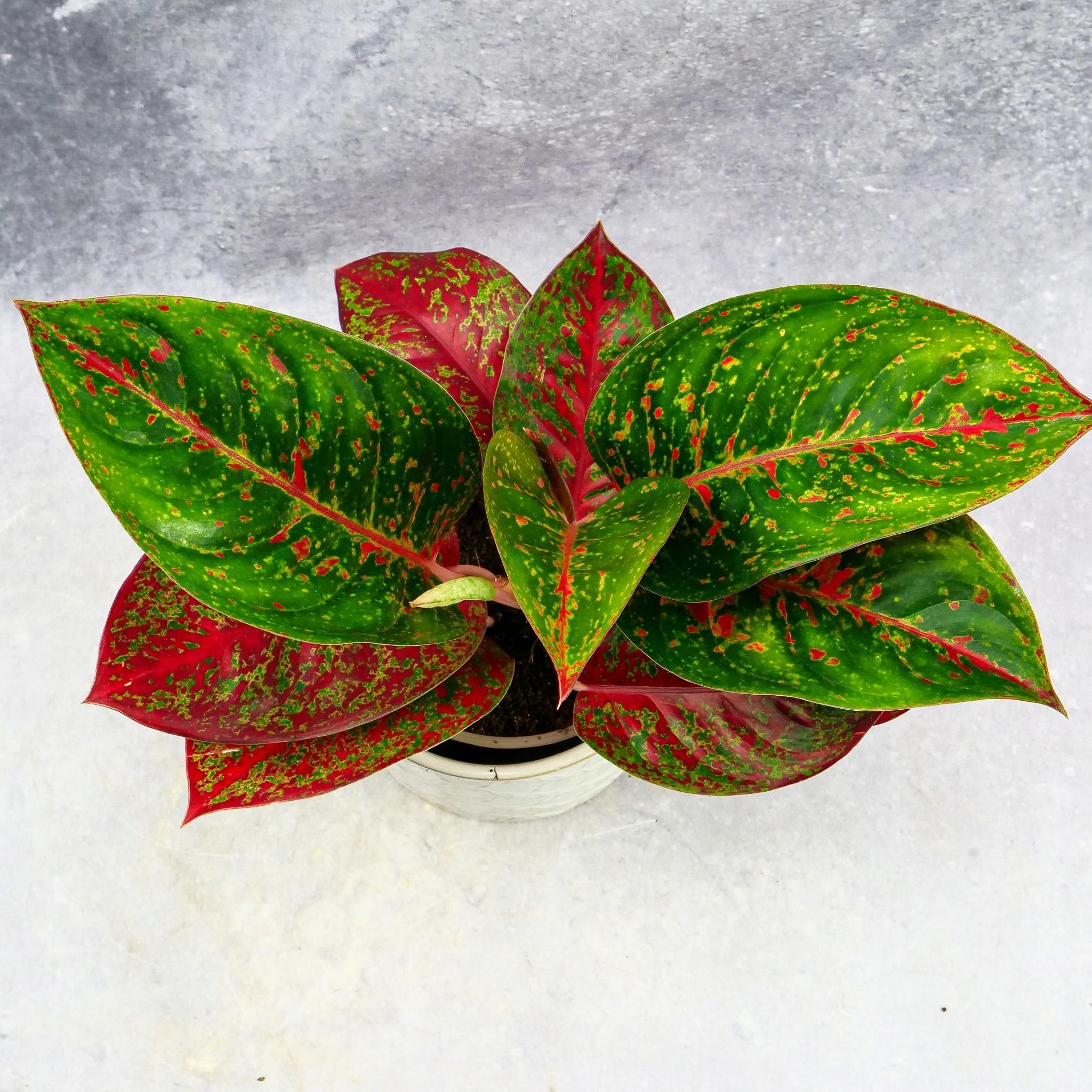 Aglaonema Dark Pink Star Ø12cm Intensywna Unikat - Ceny i opinie - Ceneo.pl