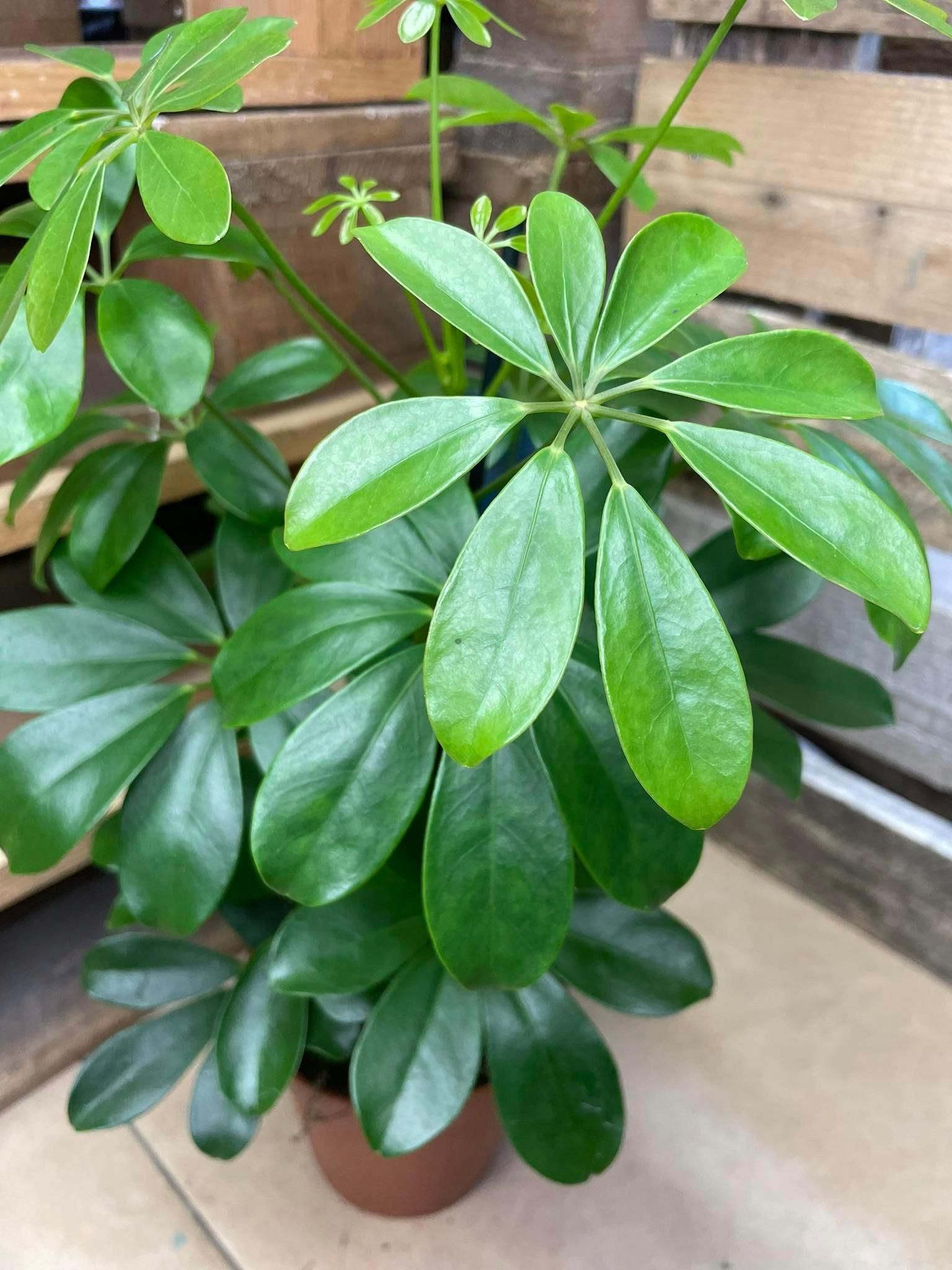 Schefflera Nora Szeflera Drzewiasta - Ceny i opinie - Ceneo.pl