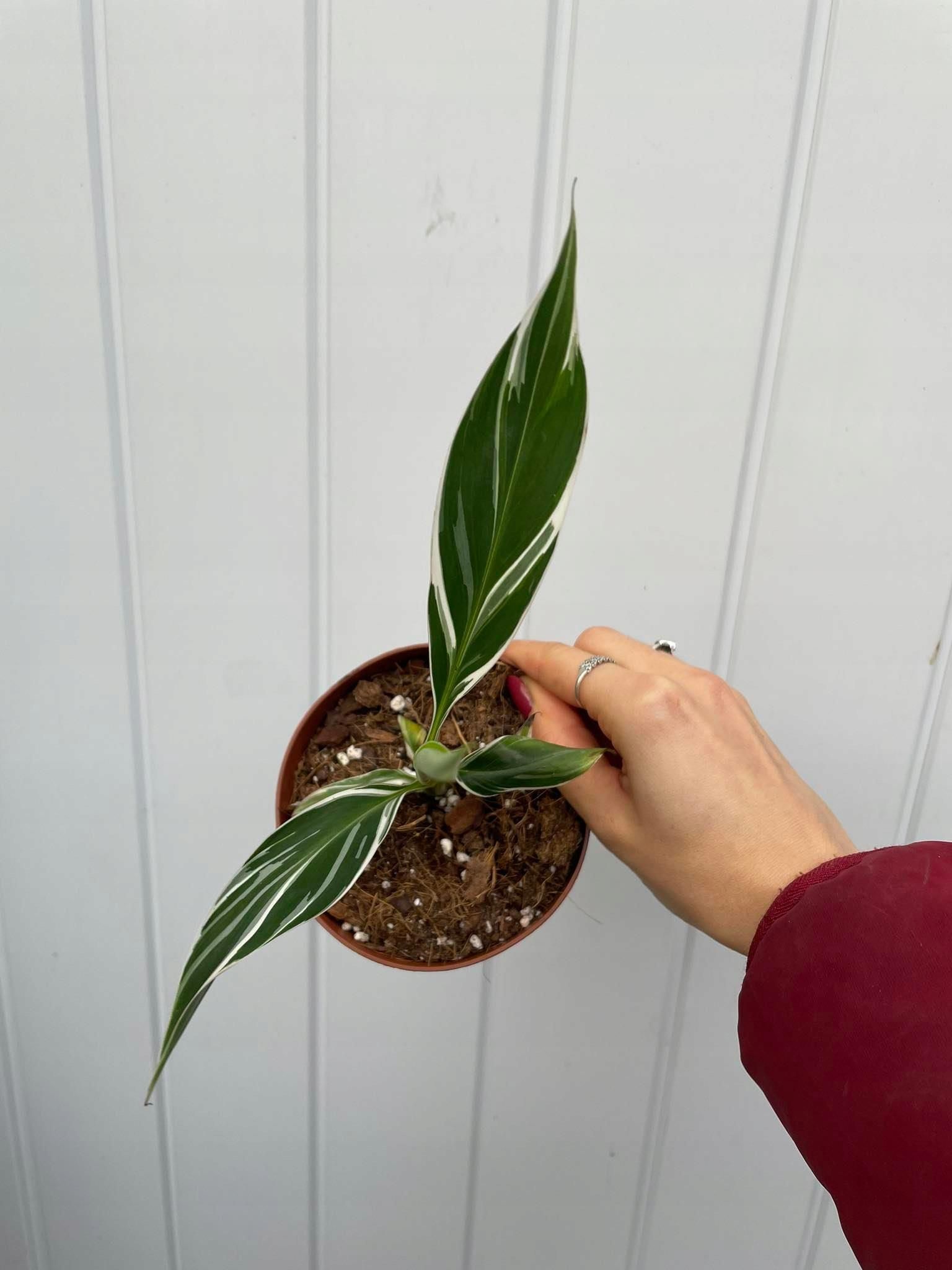 Musa Aeae Florida Bananowiec Variegata Rarytas - Ceny i opinie - Ceneo.pl