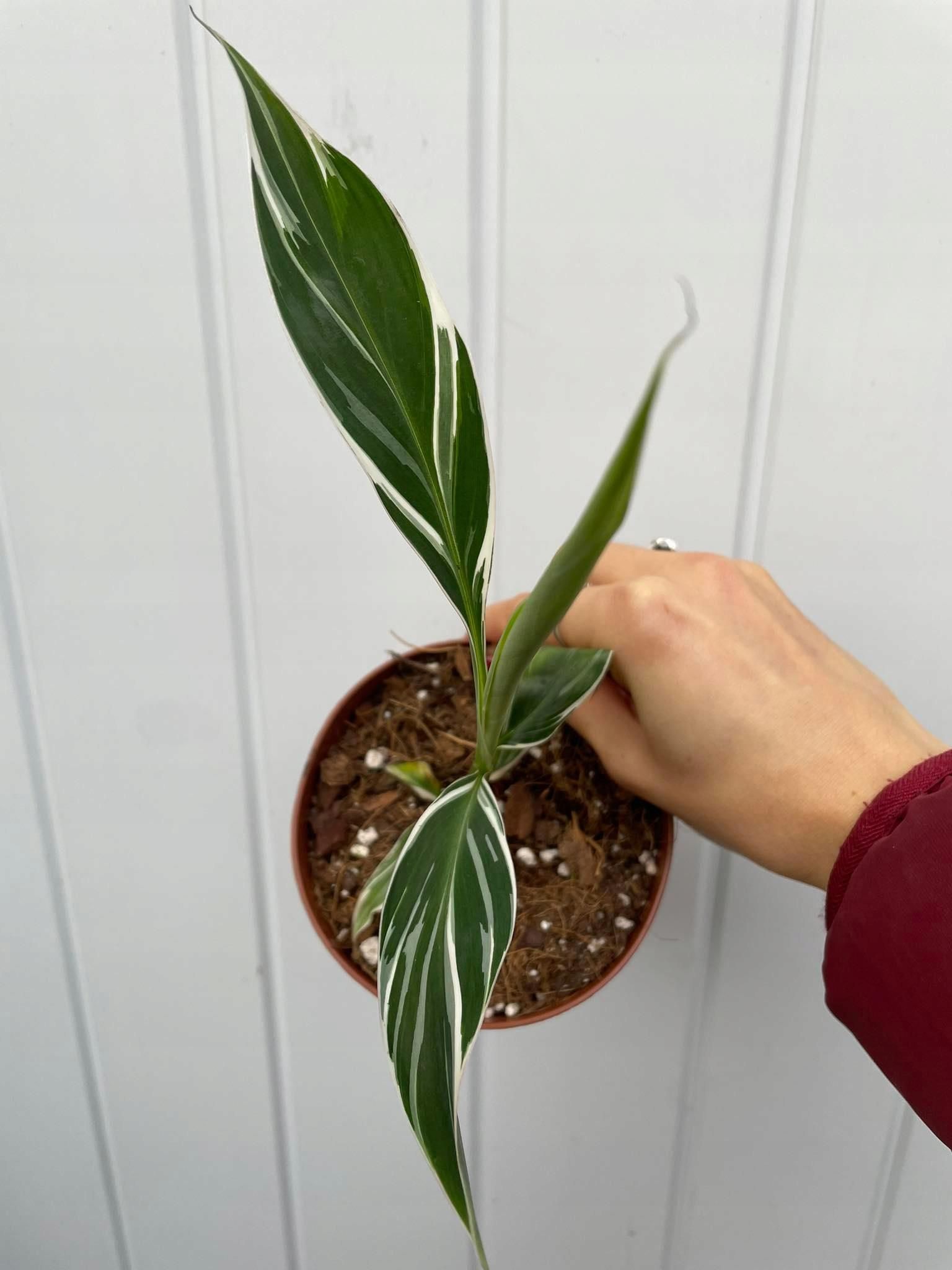 Musa Aeae Florida Bananowiec Variegata Rarytas - Ceny i opinie - Ceneo.pl