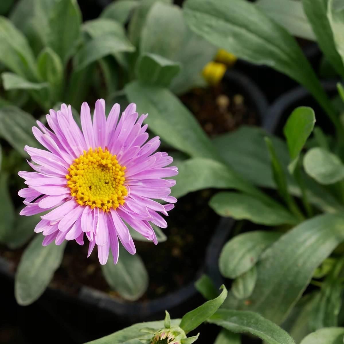 Aster Alpejski Happy End Sadzonka W Doniczce - Ceny i opinie - Ceneo.pl