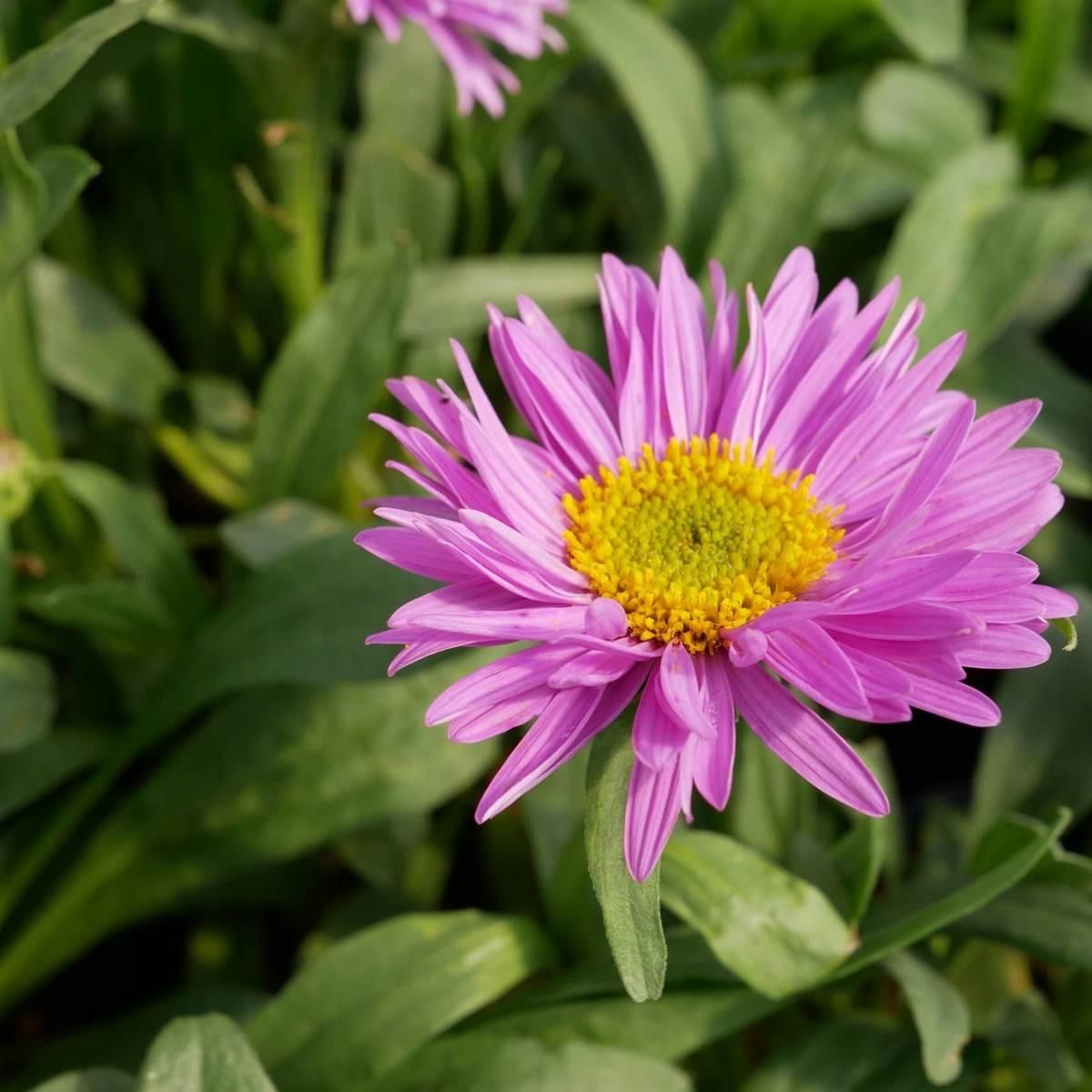 Aster Alpejski Happy End Sadzonka W Doniczce - Ceny i opinie - Ceneo.pl