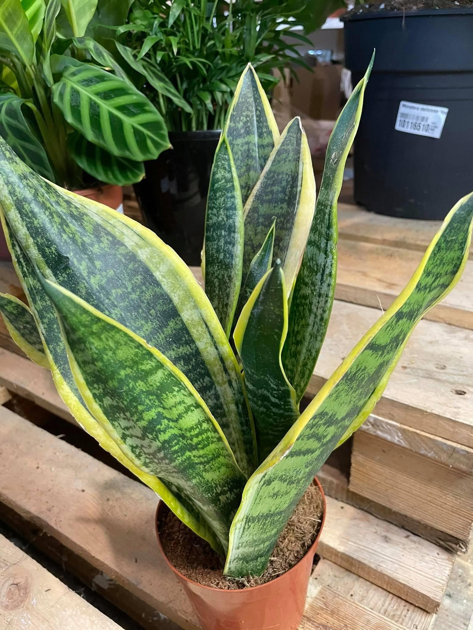 Sansevieria Futura Superba - Ceny i opinie - Ceneo.pl