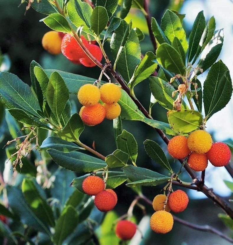 Zestaw Do Uprawy Bonsai Drzewko Truskawkowe Owoce - Ceny i opinie ...