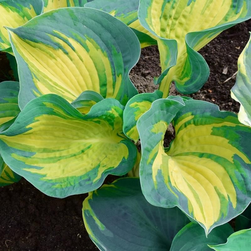 Funkia Hosta Great Expectations Dwukolorowa 1szt Ceny I Opinie
