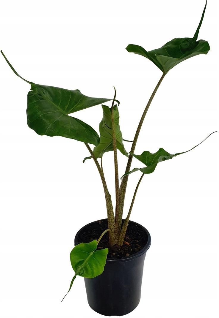 Alokazja Alocasia Macrorrhiza Stingray 30cm - Ceny i opinie - Ceneo.pl