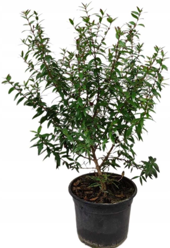 Mirt Mirt Zwyczajny 30-40cm - Ceny i opinie - Ceneo.pl