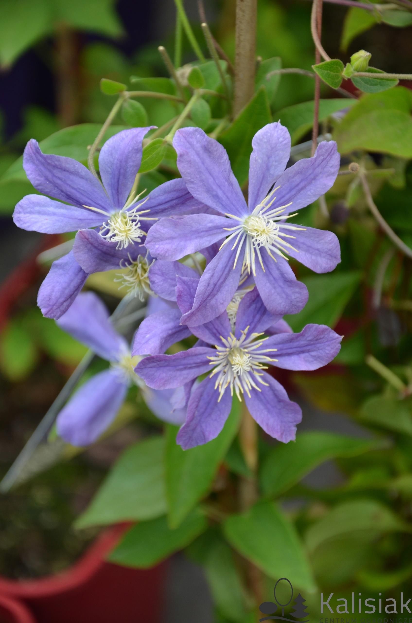 Clematis Arabella 1994 Powojnik 70-90cm 2L - Ceny i opinie - Ceneo.pl