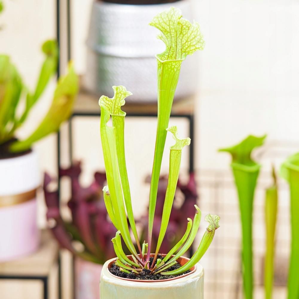 Kapturnica Judith Hindle Do Domu, Ogrodu M - Ceny i opinie - Ceneo.pl