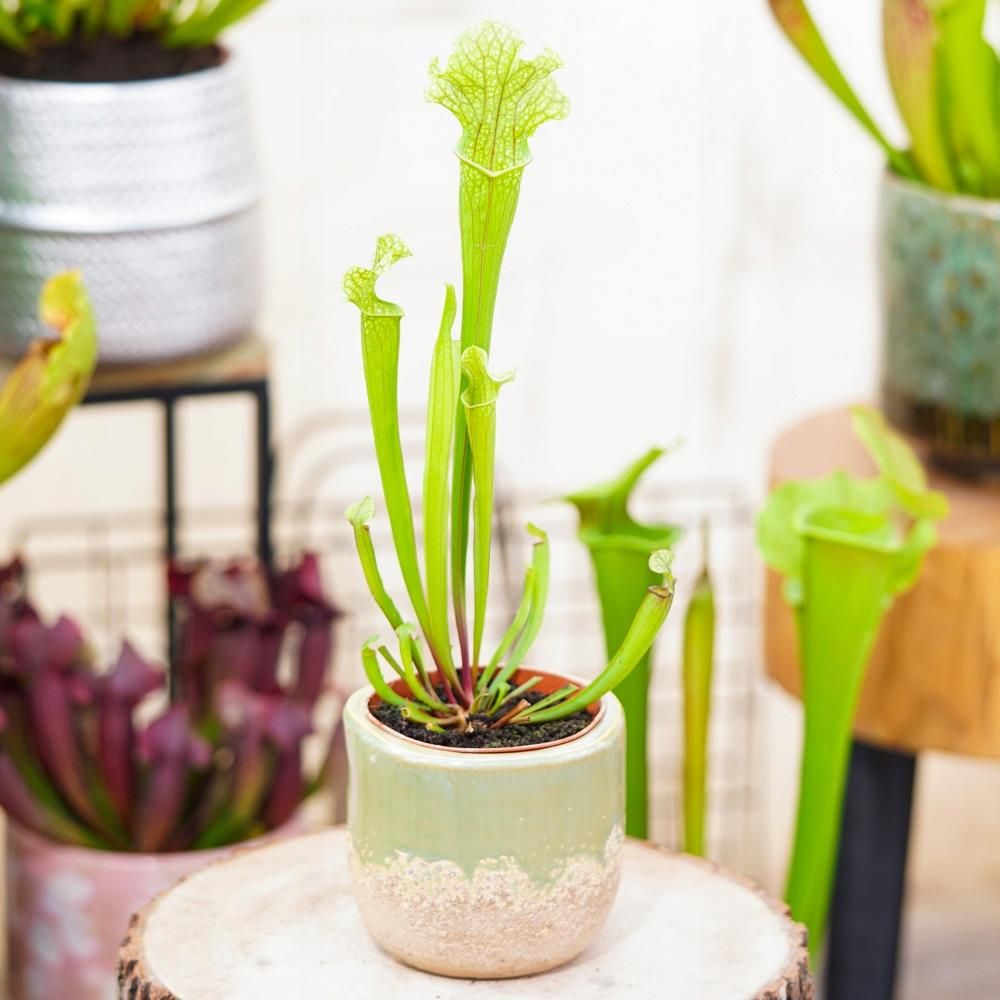 Kapturnica Judith Hindle Do Domu, Ogrodu M - Ceny i opinie - Ceneo.pl