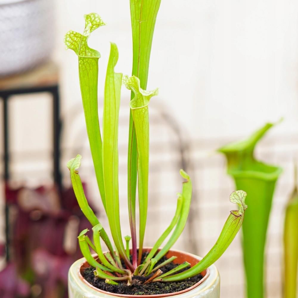 Kapturnica Judith Hindle Do Domu, Ogrodu M - Ceny i opinie - Ceneo.pl