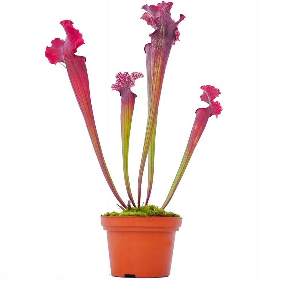 Kapturnica Judith Hindle Poluje Na Osy L - Ceny i opinie - Ceneo.pl