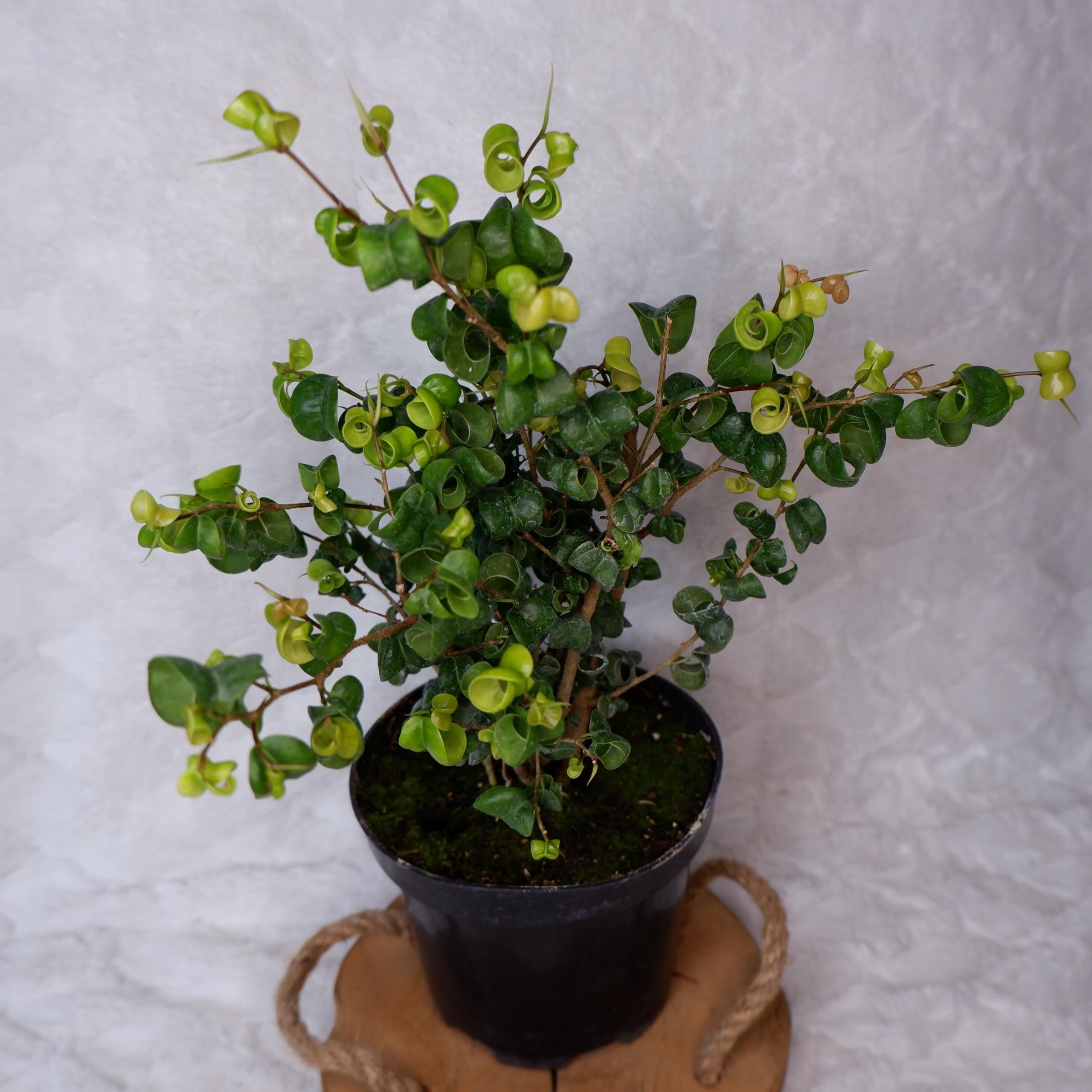 Figowiec Fikus Ficus Benjamina Barok D.15cm - Ceny i opinie - Ceneo.pl