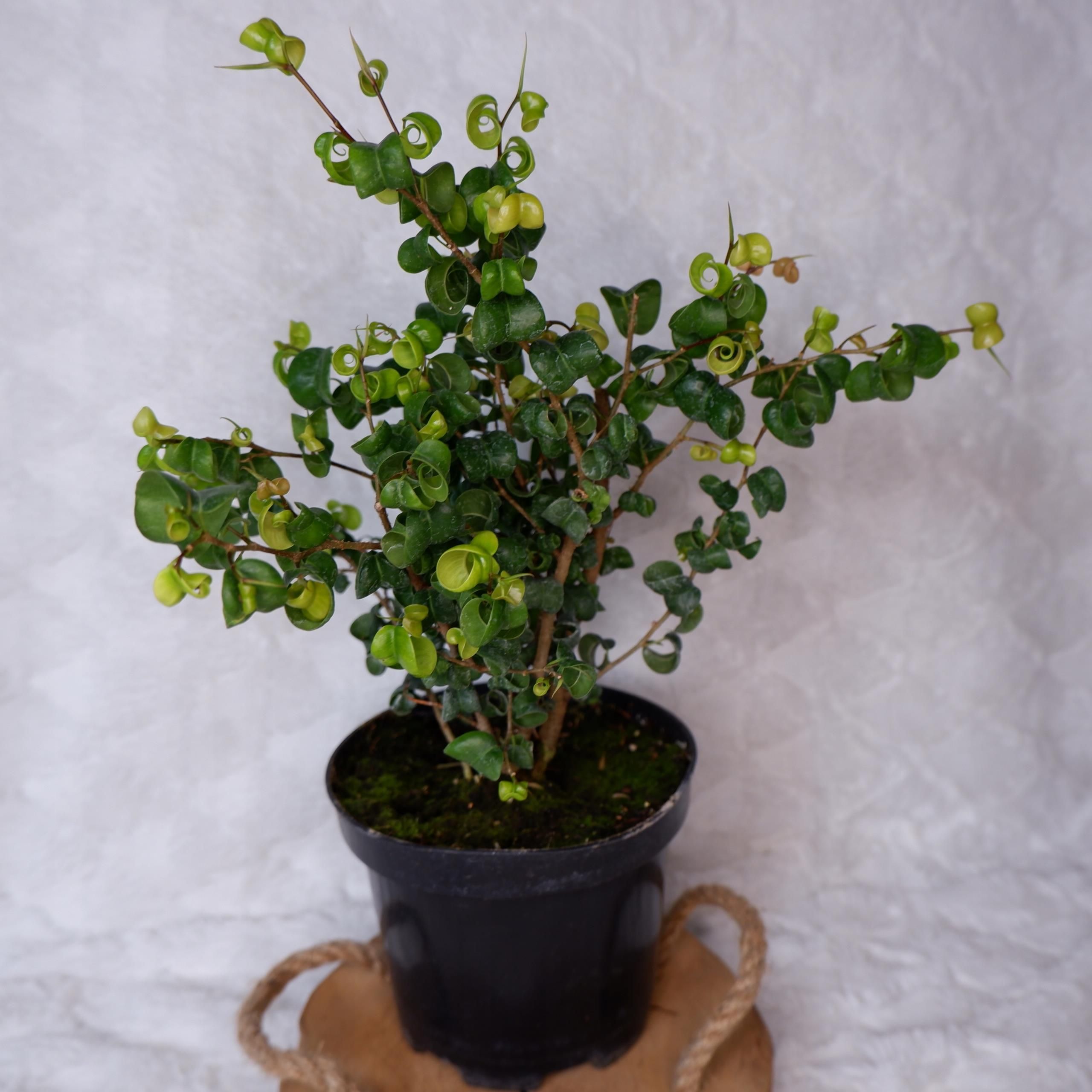 Figowiec Fikus Ficus Benjamina Barok D.15cm - Ceny i opinie - Ceneo.pl